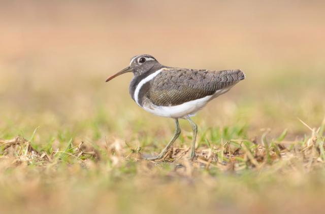 Rare species find shelter on Inland Rail’s Yelarbon biodiversity site ...