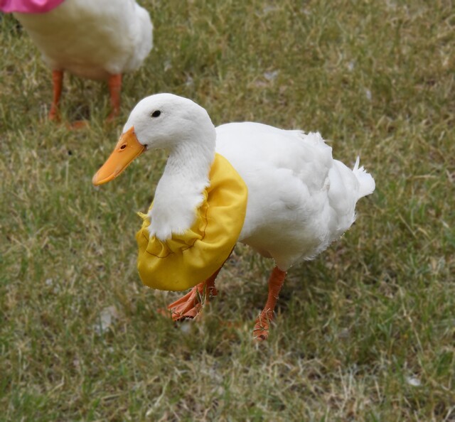 Inglewood the ultimate family shoW | Goondiwindi Argus