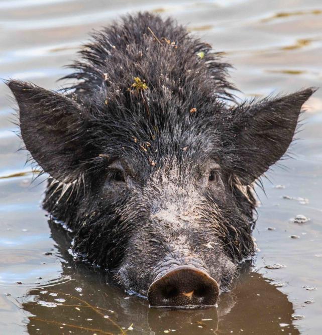 Funding to combat feral pigs in SW QLD | Goondiwindi Argus