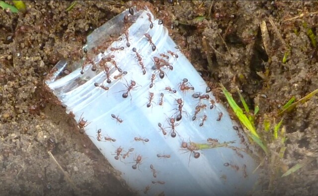 Keep on the lookout for fire ants this school holidays | Goondiwindi Argus