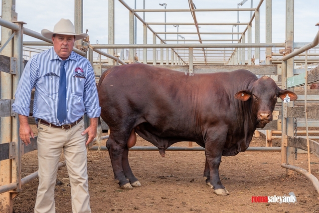 Heartland bulls sell well at Roma | Goondiwindi Argus
