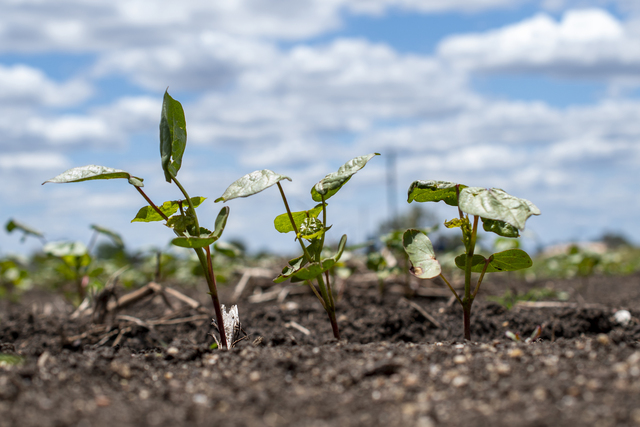 Cotton planting full swing ahead | Goondiwindi Argus