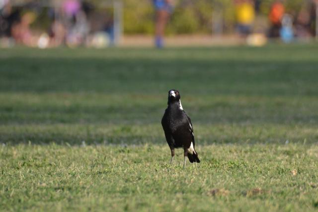 Magpie season to hit full swing | Goondiwindi Argus