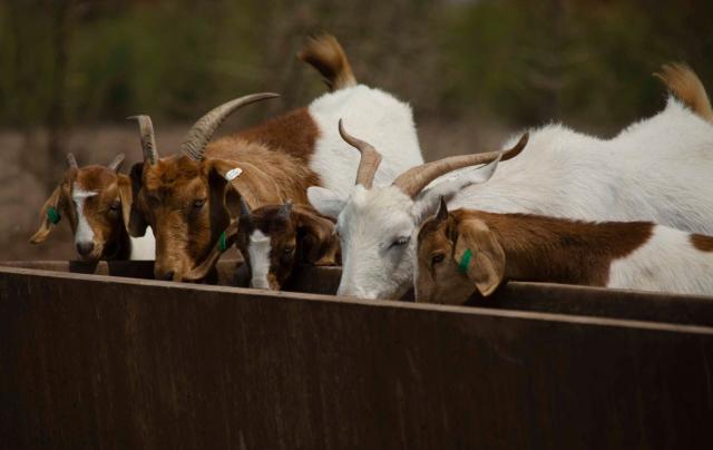 Broaden horizons as a red meat ambassador | Goondiwindi Argus
