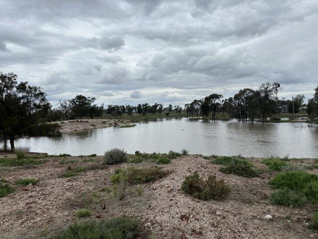 Big wet boosts outlook for Border Rivers farmers | Goondiwindi Argus
