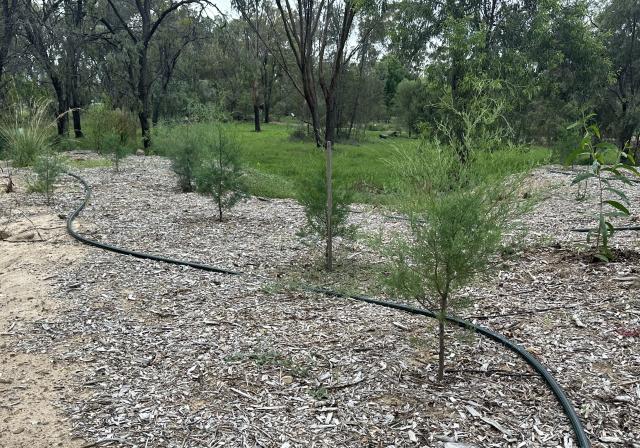 200 trees for Queen’s Jubilee | Goondiwindi Argus