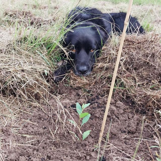 Revegetation a win-win for farmers | Goondiwindi Argus