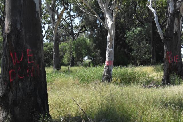 Locals demand tree alternative | Goondiwindi Argus