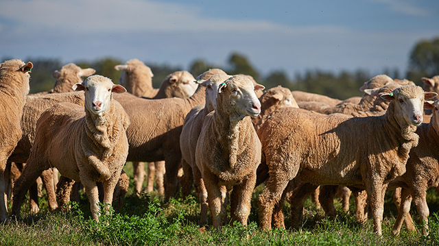Sheep Genetics goes from strength to strength | Goondiwindi Argus
