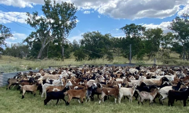 Goat producers in it for the long haul | Goondiwindi Argus