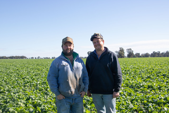 Refining the double-break tactic for grass weed control | Goondiwindi Argus